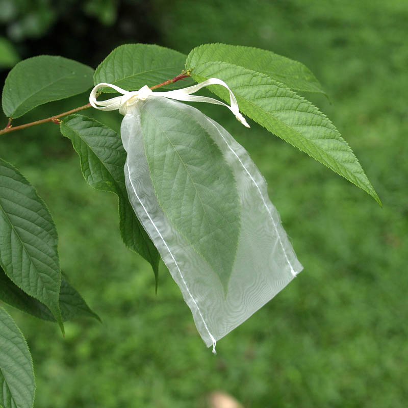 Insect Rearing Bag (L15 x W6 cm) | BugDorm Store