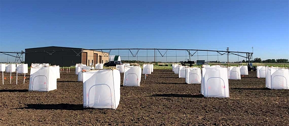 Index Page Title | BugDorm Store