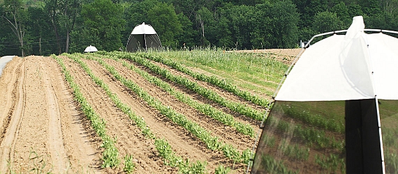 BugDorm Store — Insect Trapping & Rearing Tools | BugDorm Store